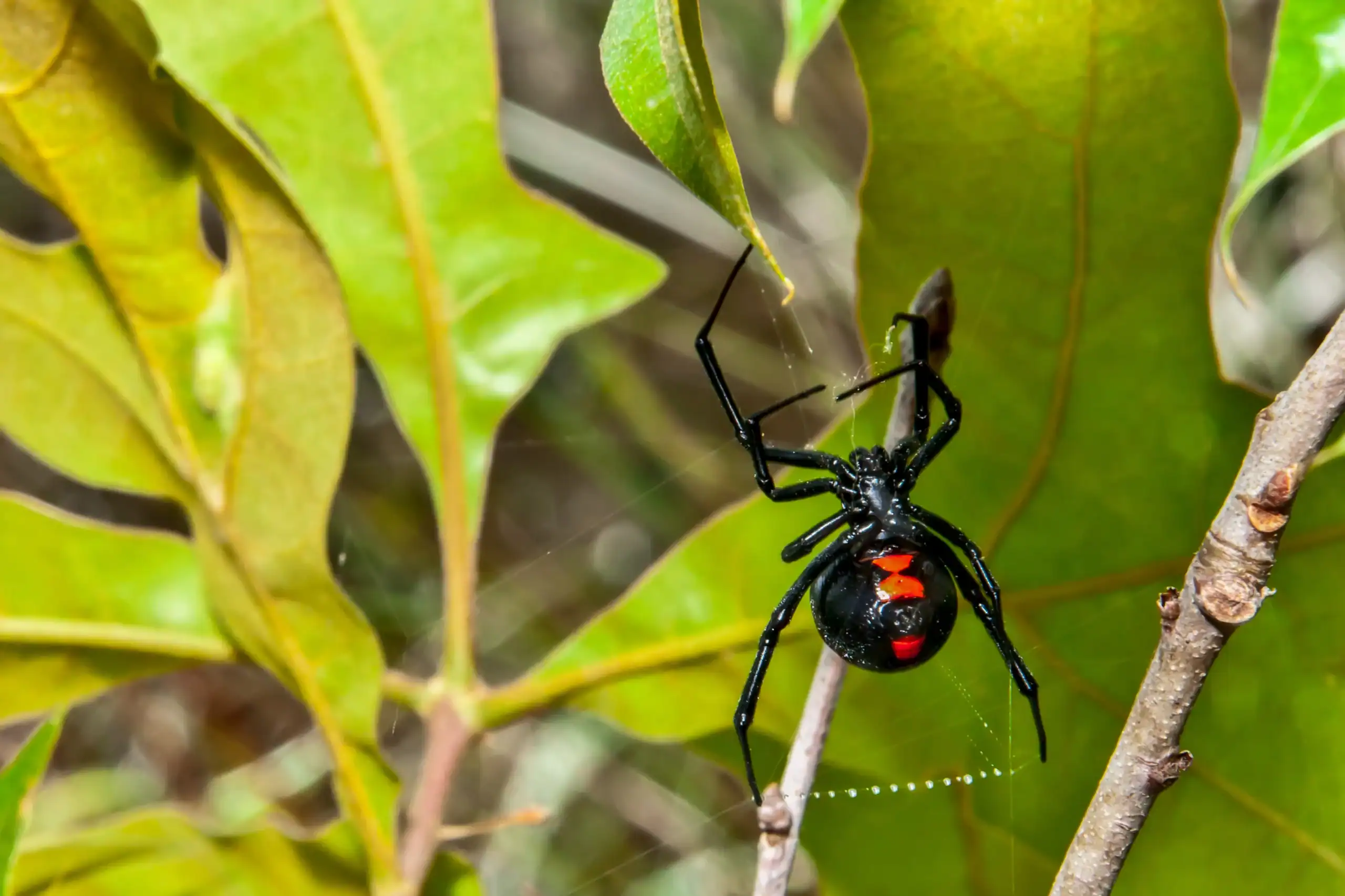 When to Worry About a Spider Bite | Water's Edge